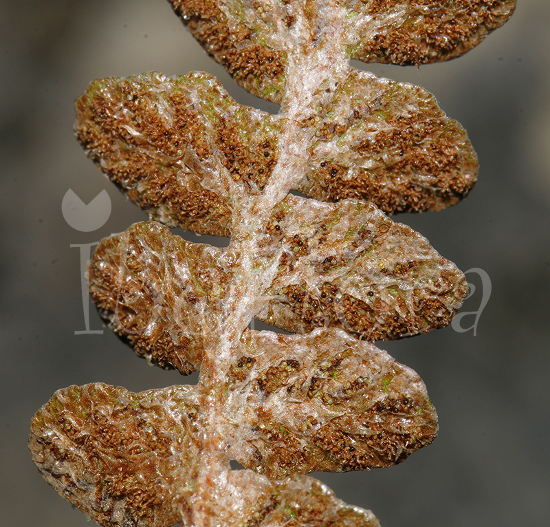 AİBÜ Kampüs Florası
