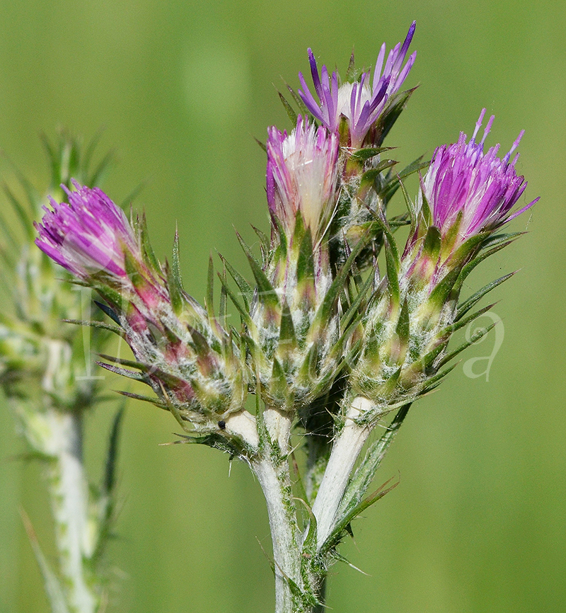 AİBÜ Kampüs Florası