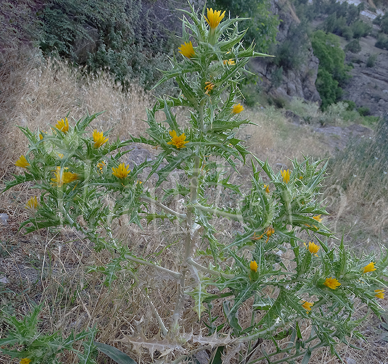 AİBÜ Kampüs Florası