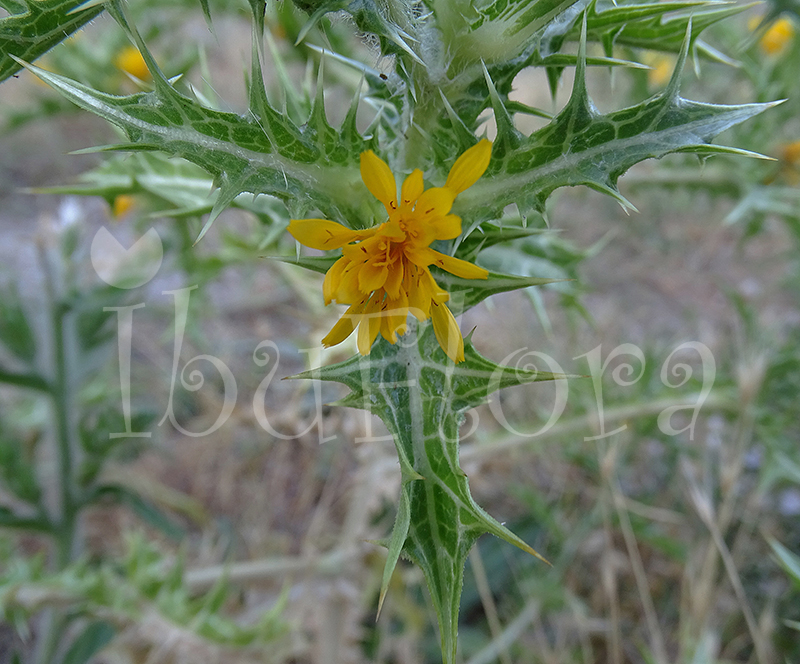 AİBÜ Kampüs Florası