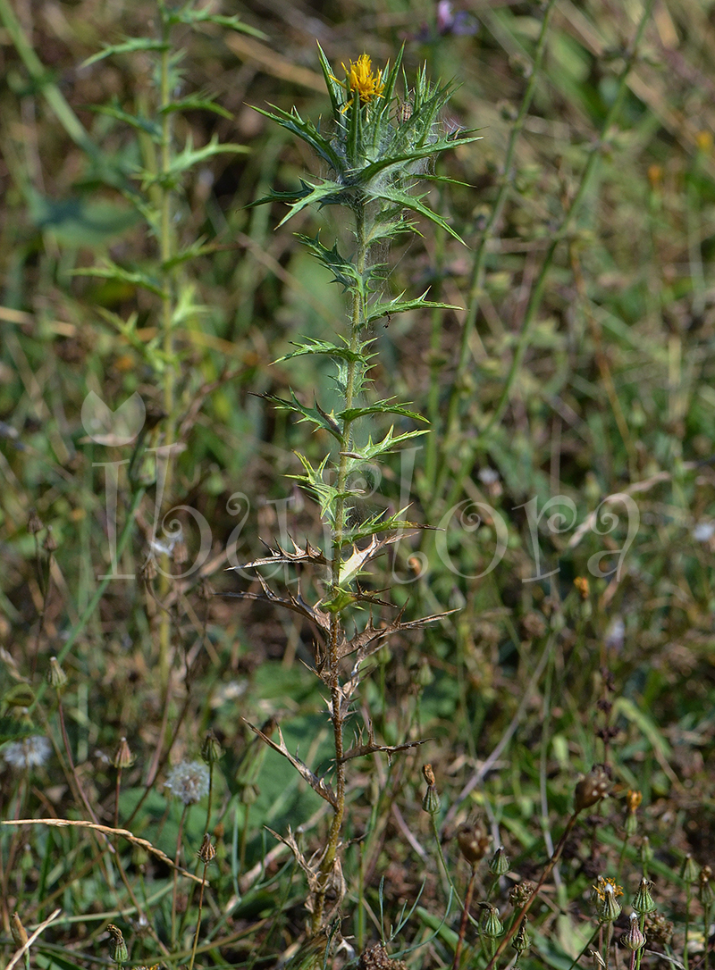AİBÜ Kampüs Florası