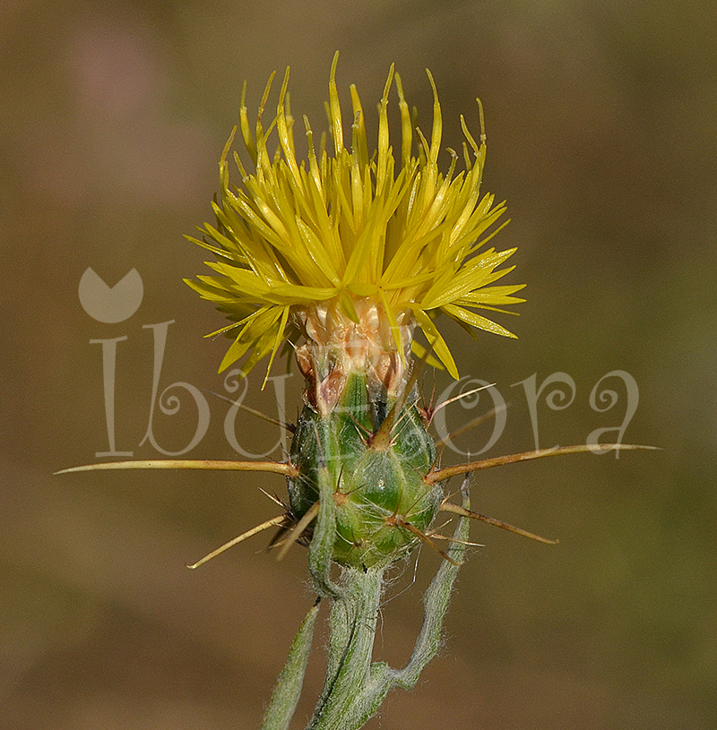 AİBÜ Kampüs Florası