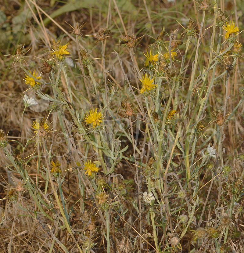 AİBÜ Kampüs Florası