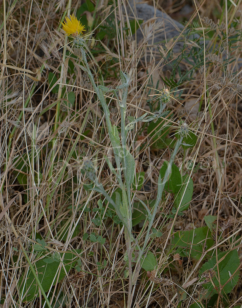 AİBÜ Kampüs Florası