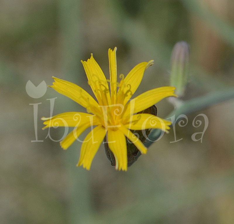 AİBÜ Kampüs Florası