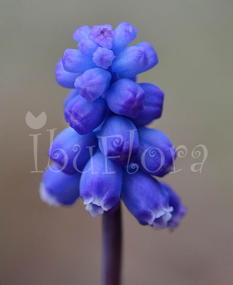 AİBÜ Kampüs Florası