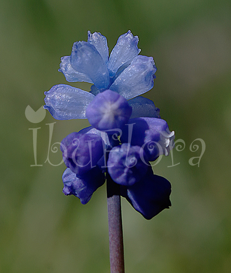 AİBÜ Kampüs Florası